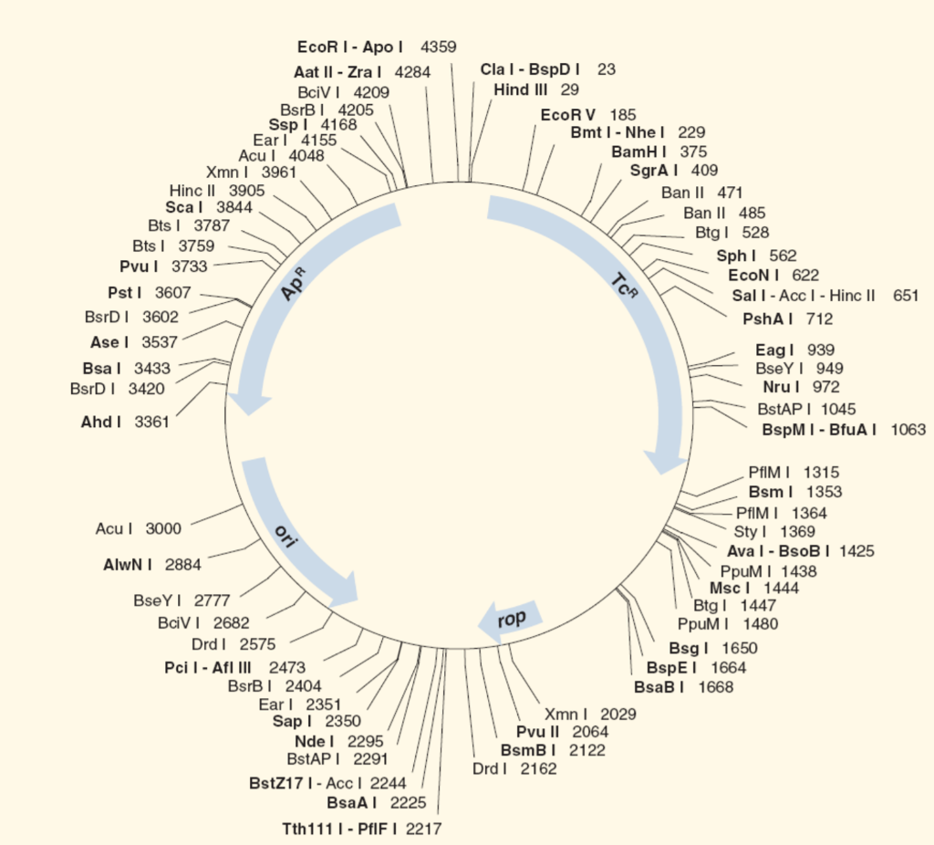 Solved If the lambda bacteriophage genome is linear, how | Chegg.com