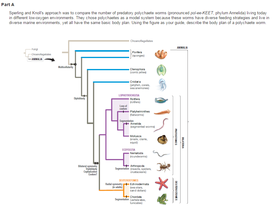 Solved Part A Sperling and Knoll's approach was to compare | Chegg.com