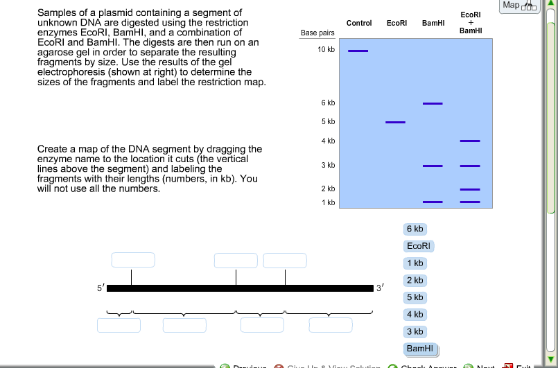 Solved Samples of a plasmid containing a segment of unknown | Chegg.com