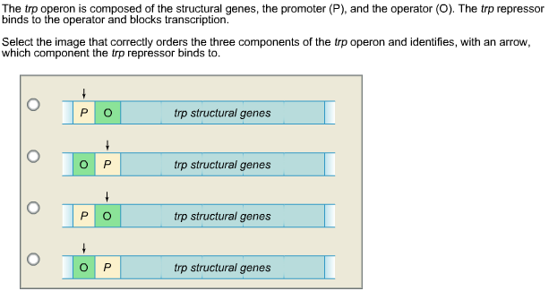 Solved The trp operon is composed of the structural genes, | Chegg.com