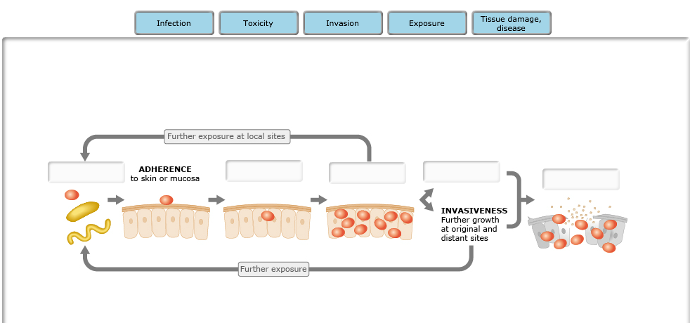 Solved Once organisms are exposed to pathogenic | Chegg.com