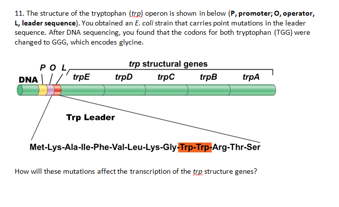 Solved 11. The structure of the tryptophan (trp) operon is | Chegg.com