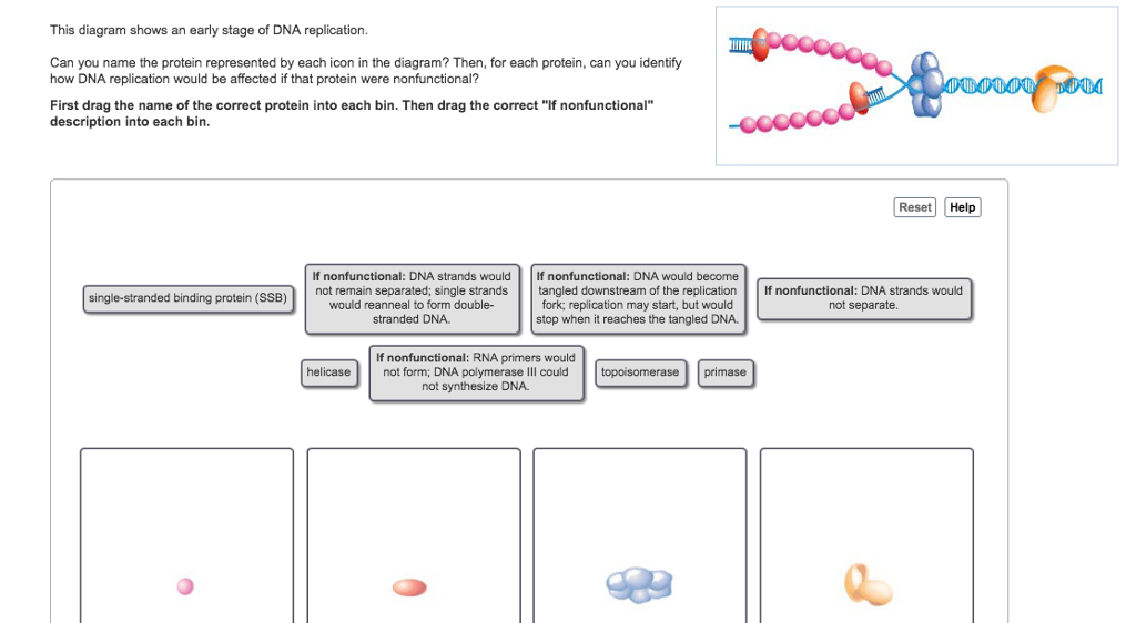 Solved This diagram shows an early stage of DNA replication. | Chegg.com