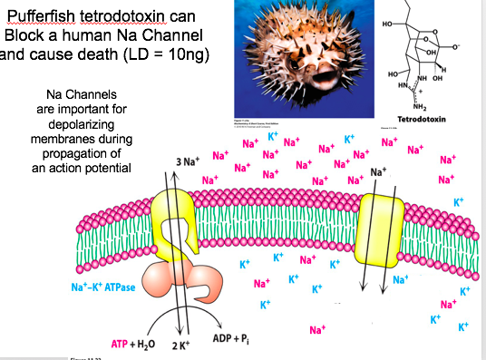Tetrodotoxin Sodium Channels