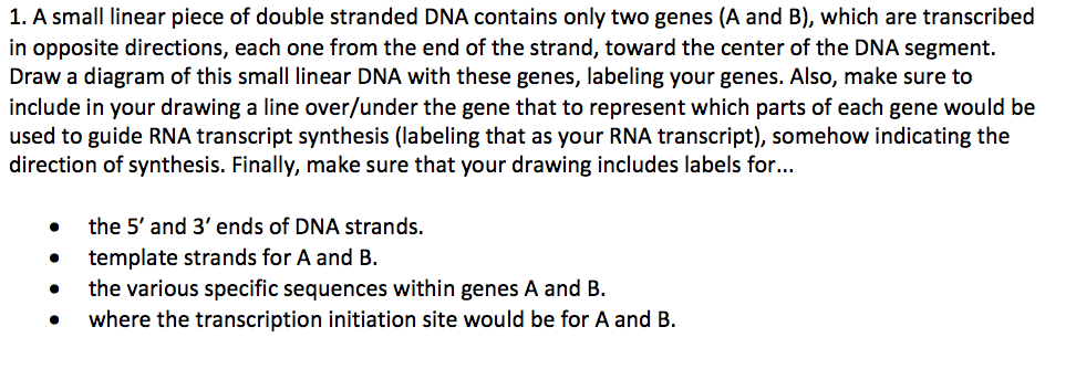 Solved A small linear piece of double stranded DNA contains | Chegg.com