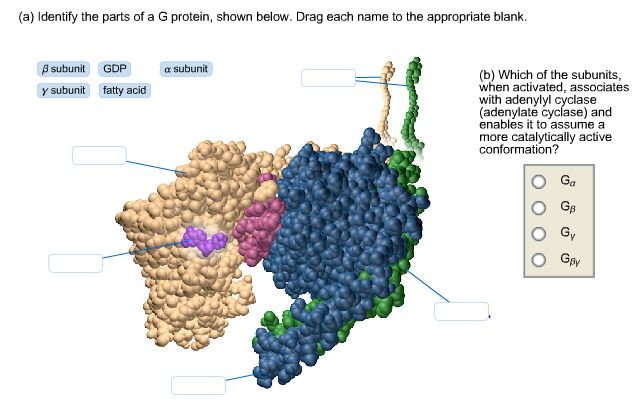 Solved (a) Identify the parts of a G protein, shown below. | Chegg.com