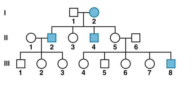 Solved The pedigree below shows the inheritance pattern of | Chegg.com
