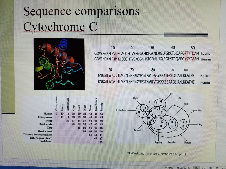 Solved Sequence comparisons Cytochrome C 40 30 GDVEKGKKI | Chegg.com