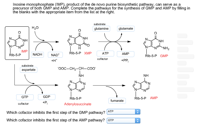 Solved Inosine monophosphate (IMP), product of the de novo | Chegg.com