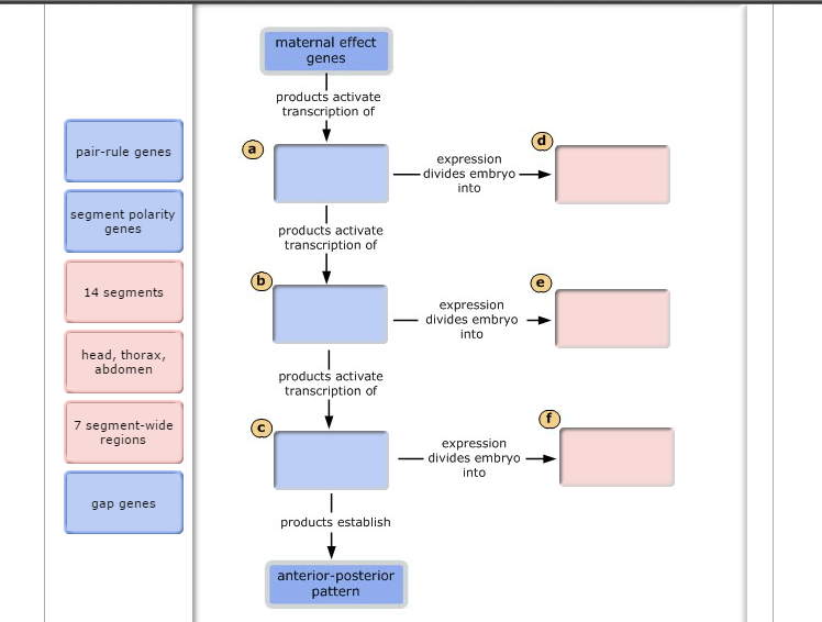 Solved Two different sets of genes control embryonic | Chegg.com
