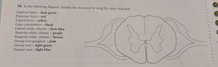Solved 19. In the following diagram, identify the structures | Chegg.com