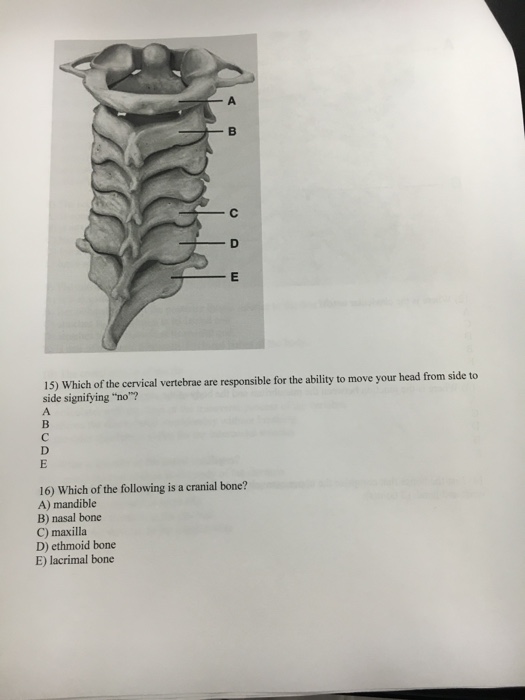 Solved: HUMAN ANATOMY QUIZ 6 Choose The Most Correct Answe... | Chegg.com