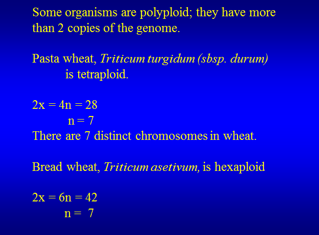 Solved n is the basic number of chromosomes In humans 2n- 46 | Chegg.com