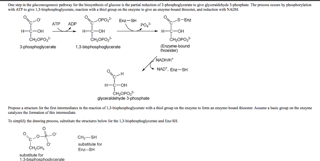 Solved One step in the gluconeogenesis pathway for the | Chegg.com