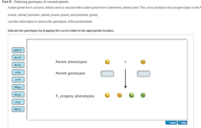 Solved Part B - Deducing genotypes of crossed parents A | Chegg.com Solved Part B - Deducing genotypes of crossed parents A | Chegg.com