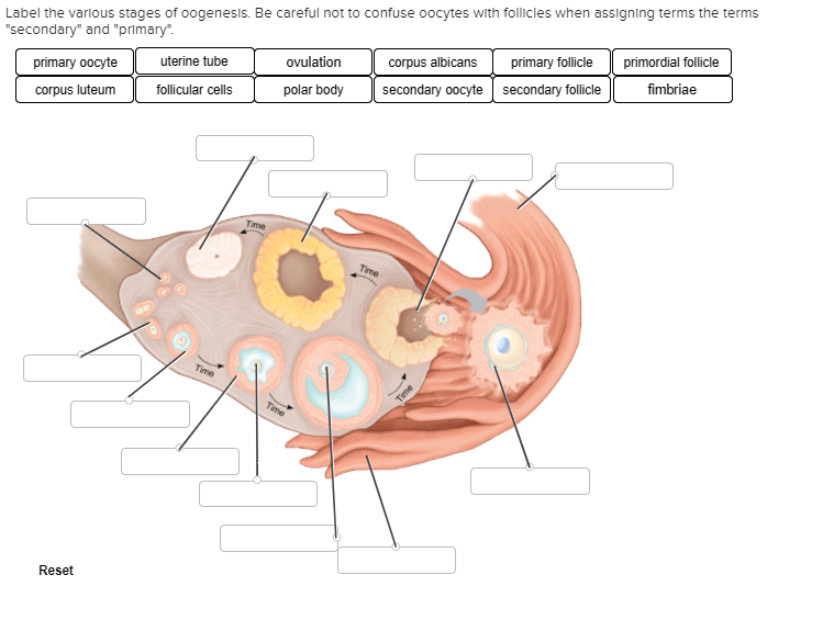 Solved Label the various stages of oogenesis. Be careful not | Chegg.com