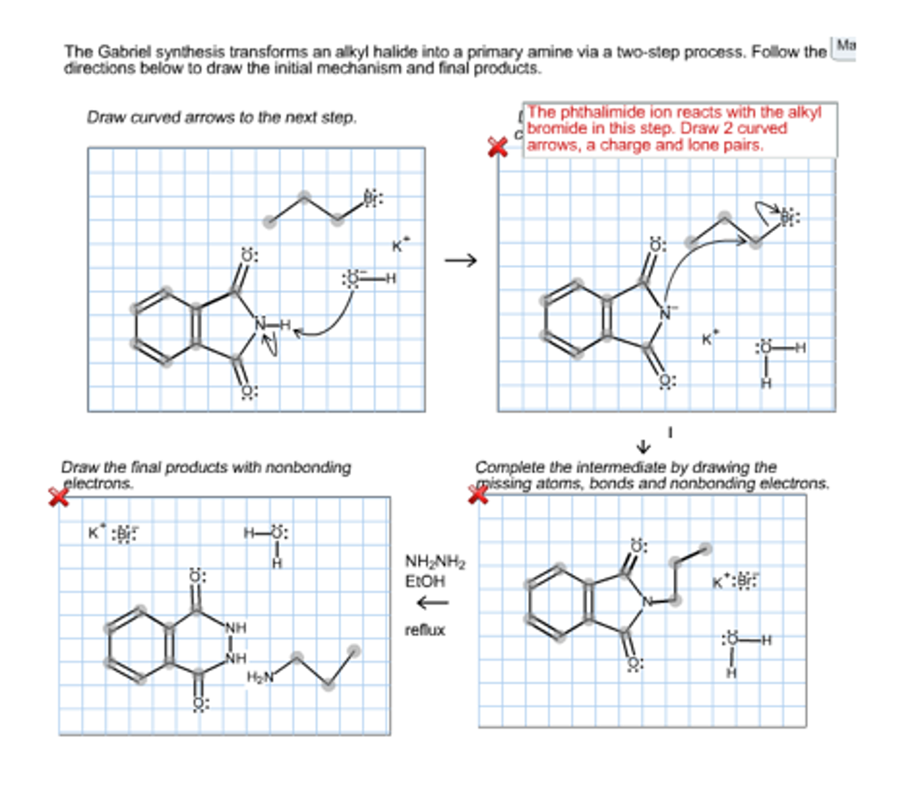 Solved The Gabriel synthesis transforms an alkyl halide into | Chegg.com