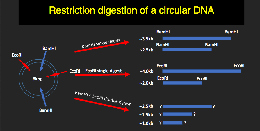 Solved EcoRI Restriction digestion of a circular DNA BamHI | Chegg.com