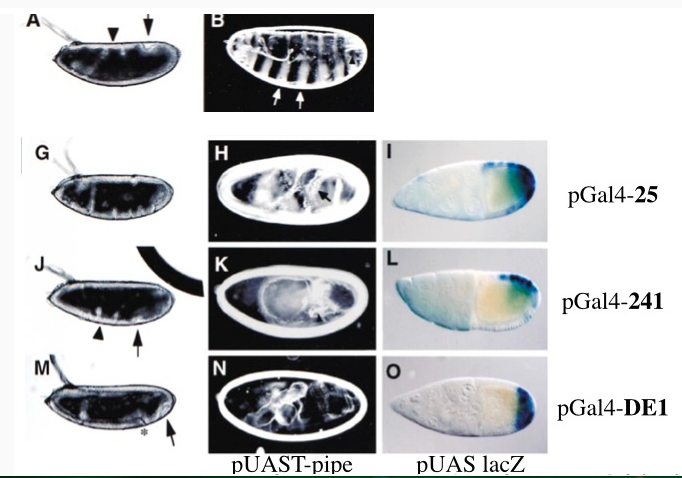 During the cloing of the pipe gene, what was the | Chegg.com