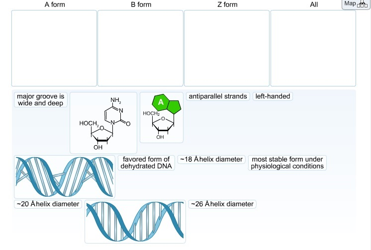 Solved As a result of rotation about six of its bonds, DNA | Chegg.com