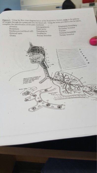 Solved Using the flow that diagram below of the Respiratory | Chegg.com