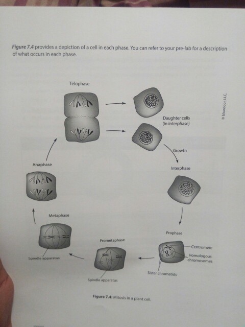 Solved Name Section: instructor PRE-LAB QUESTIONS o f | Chegg.com Solved Name Section: instructor PRE-LAB QUESTIONS o f | Chegg.com