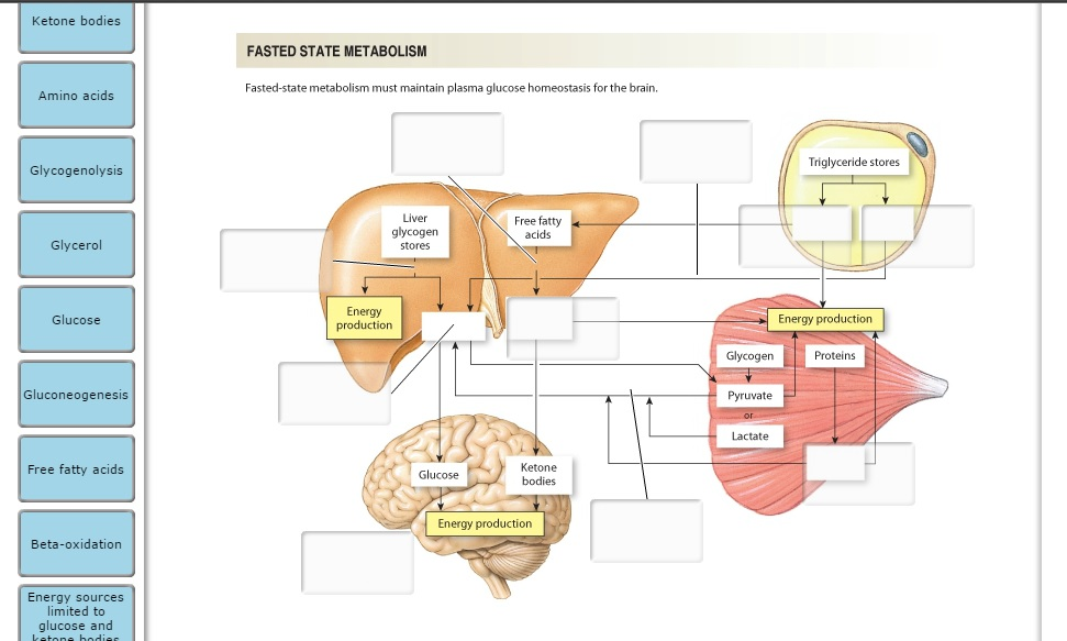 Solved Drag the labels onto the diagram to identify | Chegg.com