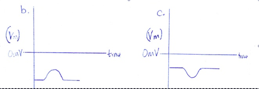 Solved 1. Consider a typical cell at its resting membrane | Chegg.com