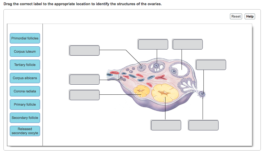 Solved Drag the correct label to the appropriate location to | Chegg.com