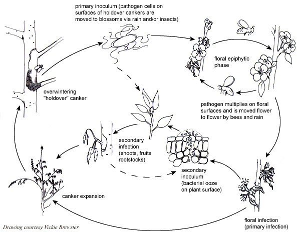 Solved primary inoculum (pathogen cells on surfaces of | Chegg.com