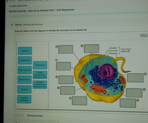 Solved C Cells Cells Cells BioFlix Activity Tour Of An Chegg