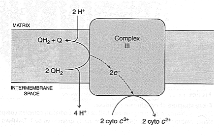 Complex III in the mitochondrial electron transport | Chegg.com