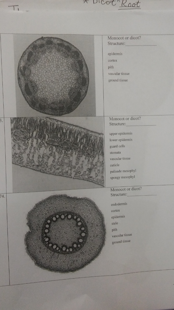 Solved Monocot or dicot? Structure: epidermis cortex pith | Chegg.com