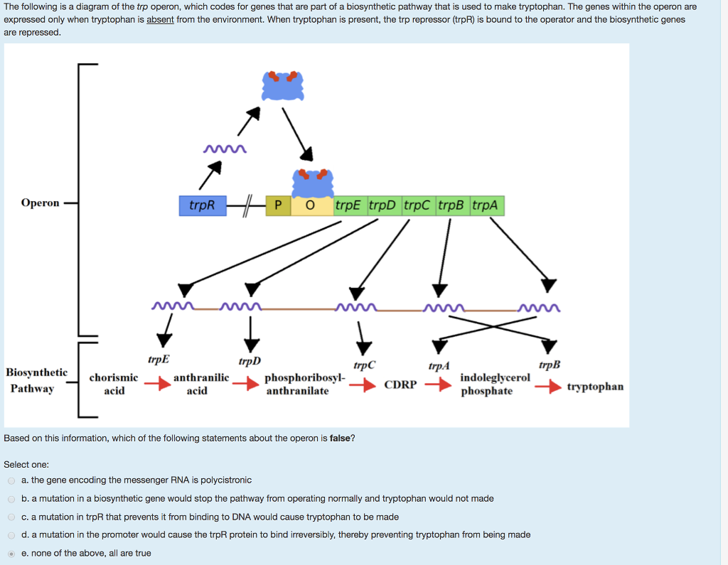 Solved The following is a diagram of the trp operon, which | Chegg.com