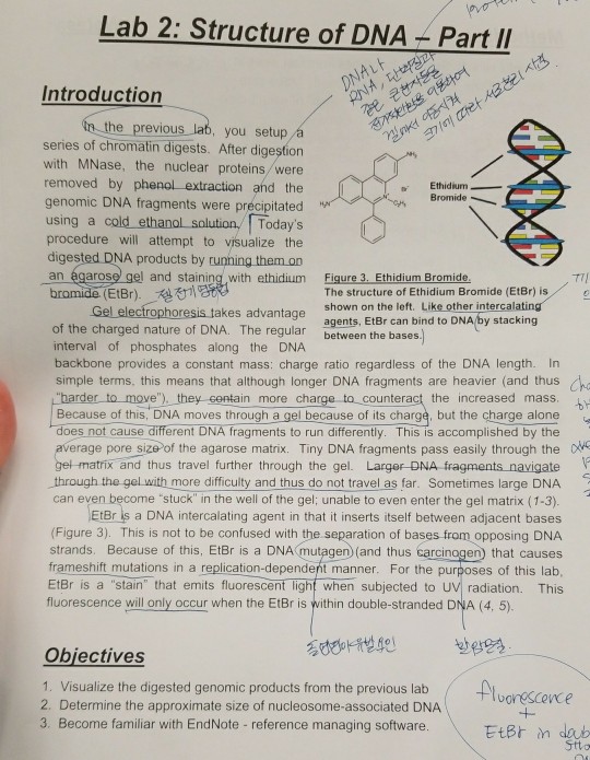 Solved Lab 2: Structure of DNA Part II Introduction n the | Chegg.com