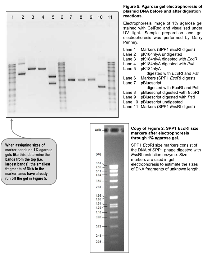 Solved Electrophoresis of very small molecules and very | Chegg.com