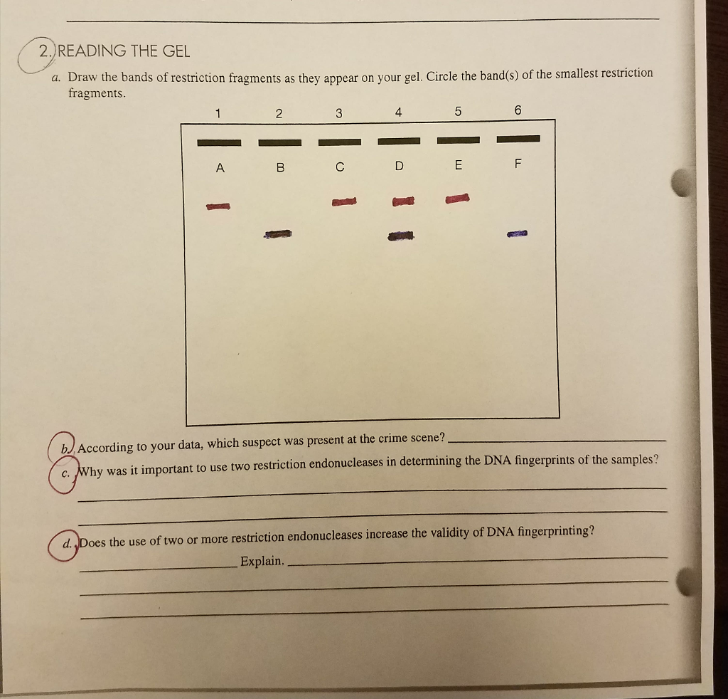 Solved 2. READING THE GEL a. Draw the bands of restriction | Chegg.com