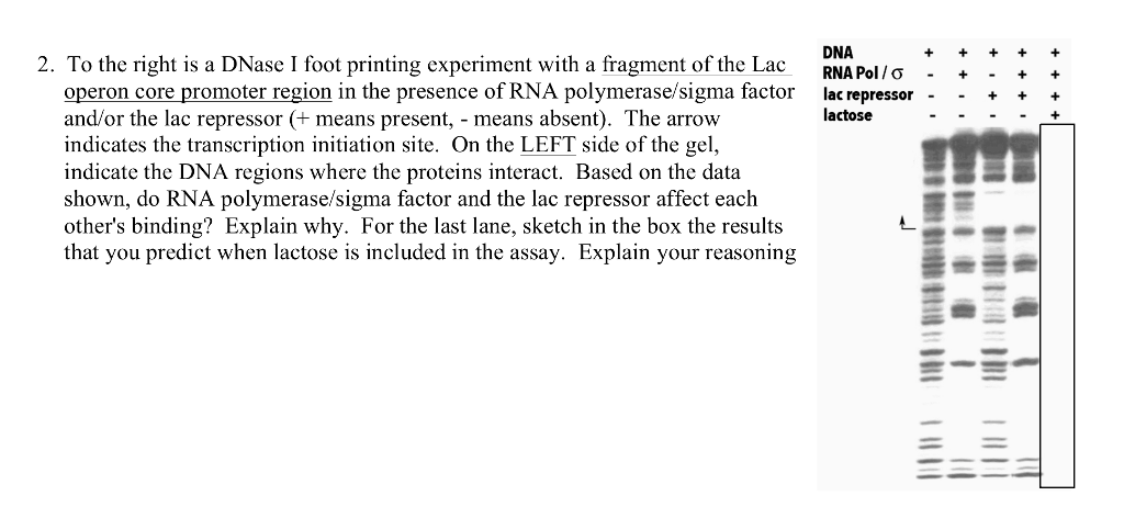 Solved To the right is a DNase I foot printing experiment | Chegg.com