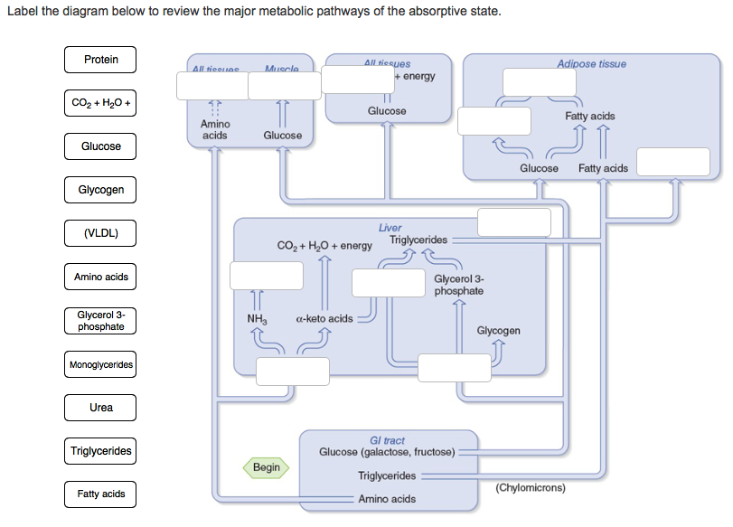 Biology Archive | October 31, 2017 | Chegg.com