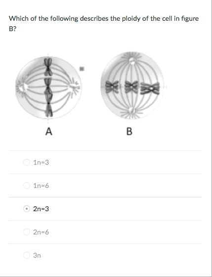 Solved Strawberries are octoploid (8n) with n 7. How many | Chegg.com