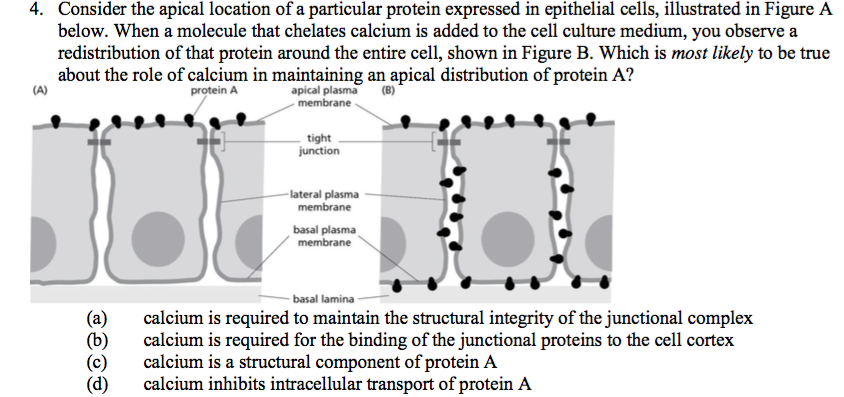 Solved 4. Consider the apical location of a particular | Chegg.com