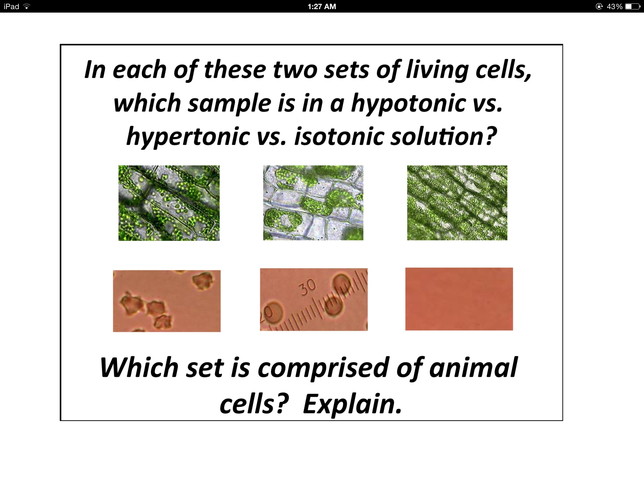 bookfanatic89: Plant And Animal Cells In Hypertonic And Hypotonic Solutions