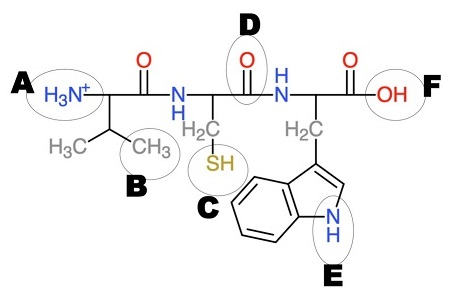 Solved a) Identify the 3 ionizable groups within the | Chegg.com