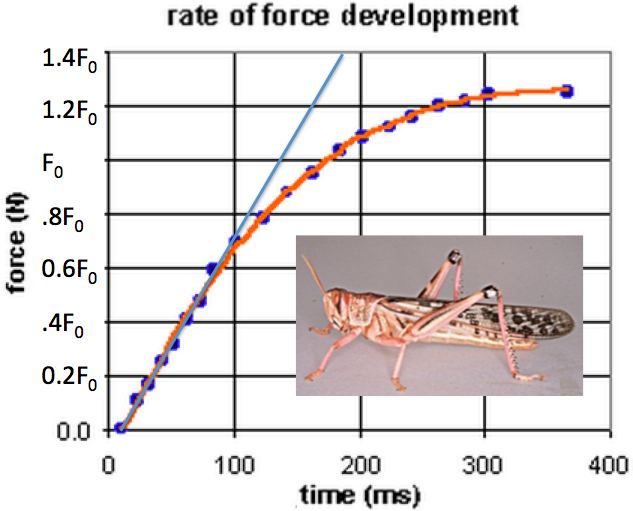 Grasshopper Jumping Mechanism