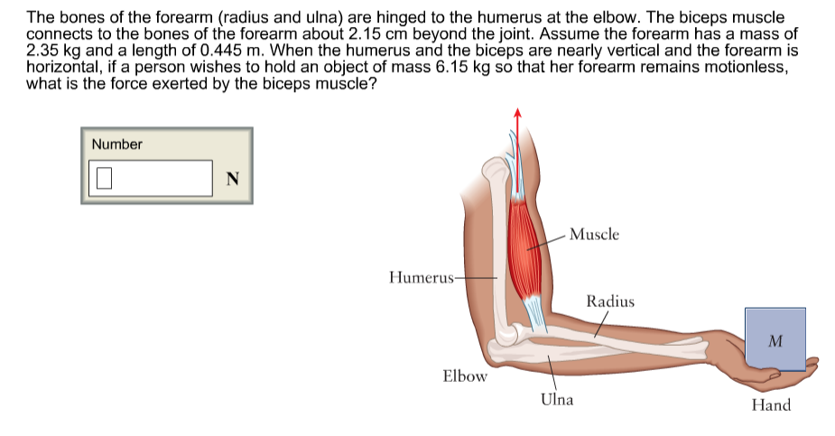 Solved The bones of the forearm (radius and ulna) are hinged | Chegg.com