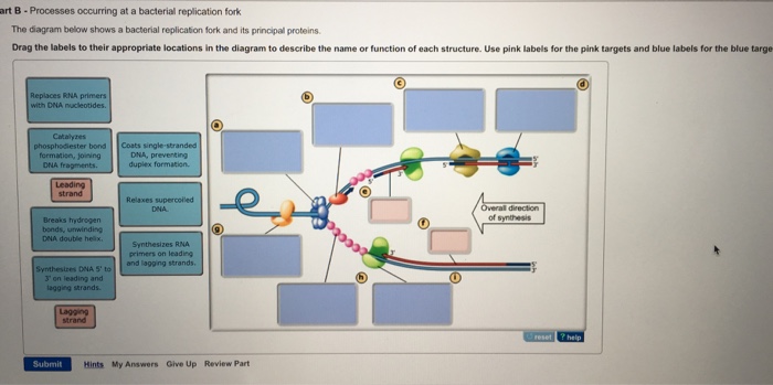 Solved Processes Occurring At A Bacterial Replication Fork