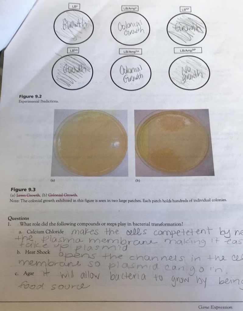 Parts Of A Scientific Lab Report - Design Talk