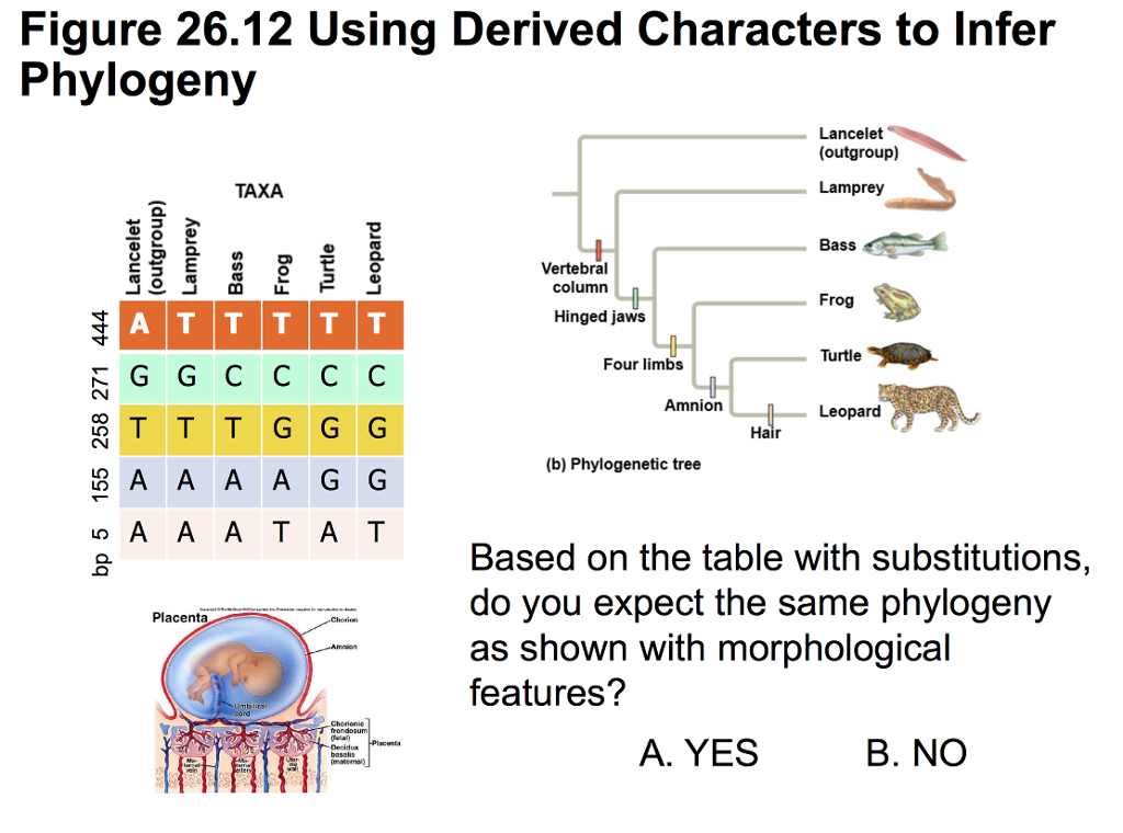 Solved Figure 26.12 Using Derived Characters to Infer | Chegg.com