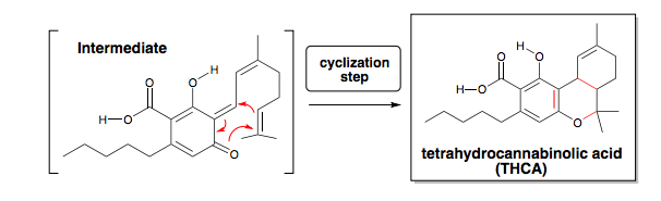 Solved Background. The enzyme THCA synthase catalyzes the | Chegg.com