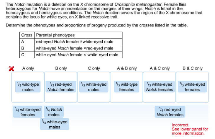 Solved The Notch mutation is a deletion on the X chromosome | Chegg.com